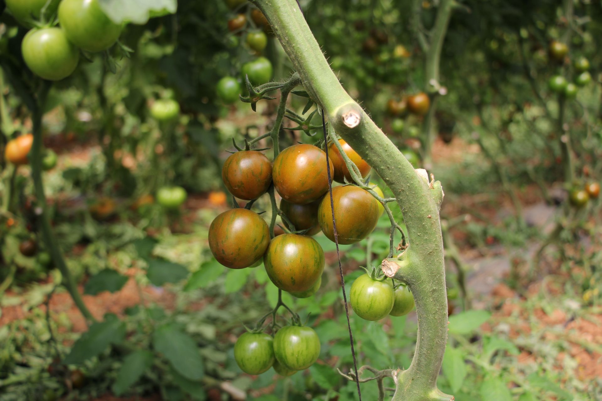 Development | Advance Consulting